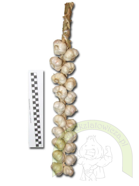 czosnekzlatowicza.pl > Czosnek Polski Wiosenny Duży - wianek podwójny